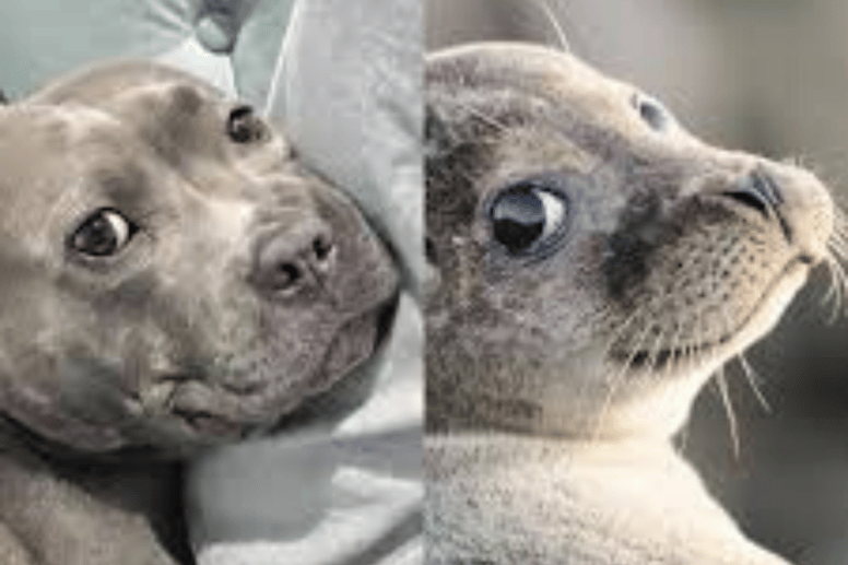 De Que Color Es La Foca En Un Perro